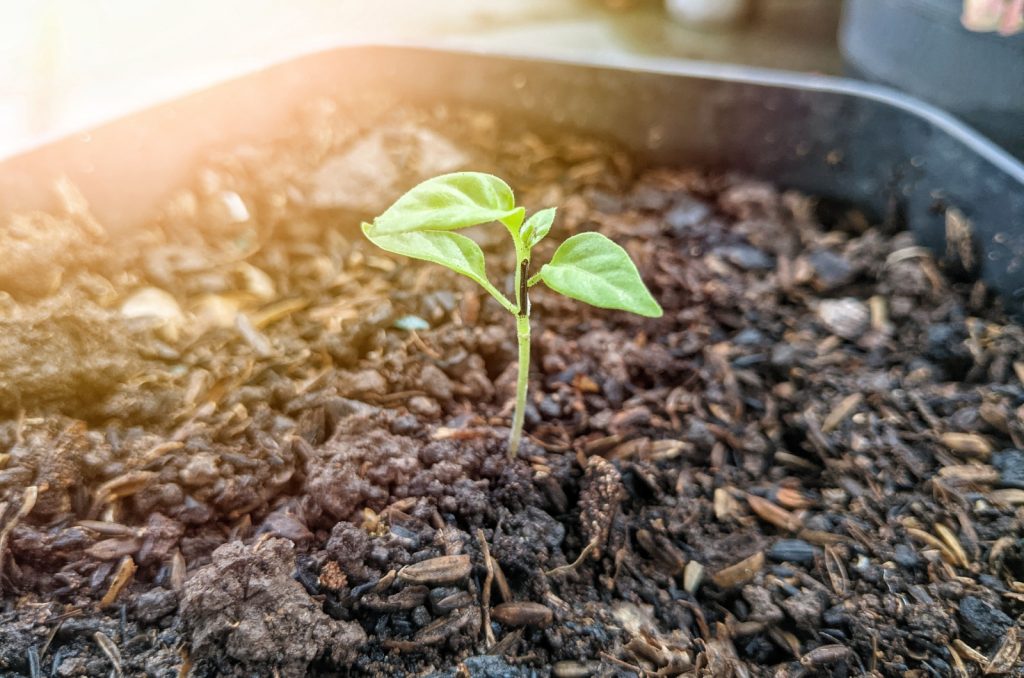 Ground-Up Garden: When And How To Harden Off Plants And Seedlings