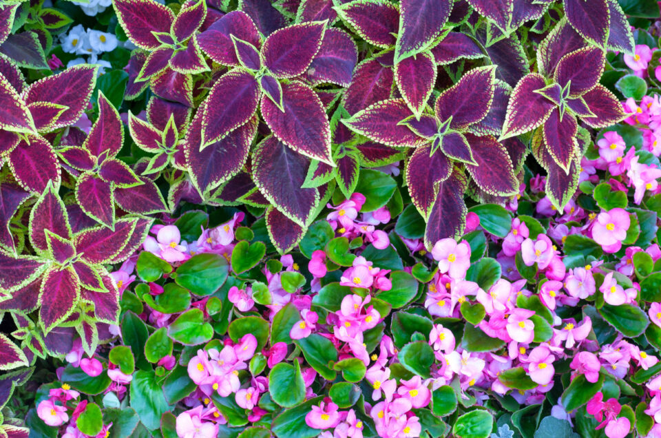 19 Beautiful Annual Flower Bed Combinations For A Show Stopping Flower ...