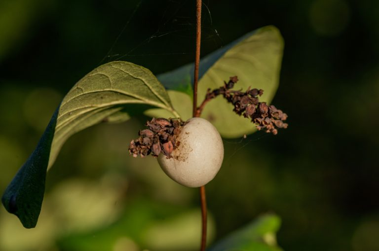 How To Grow And Care For Snowberry Bushes