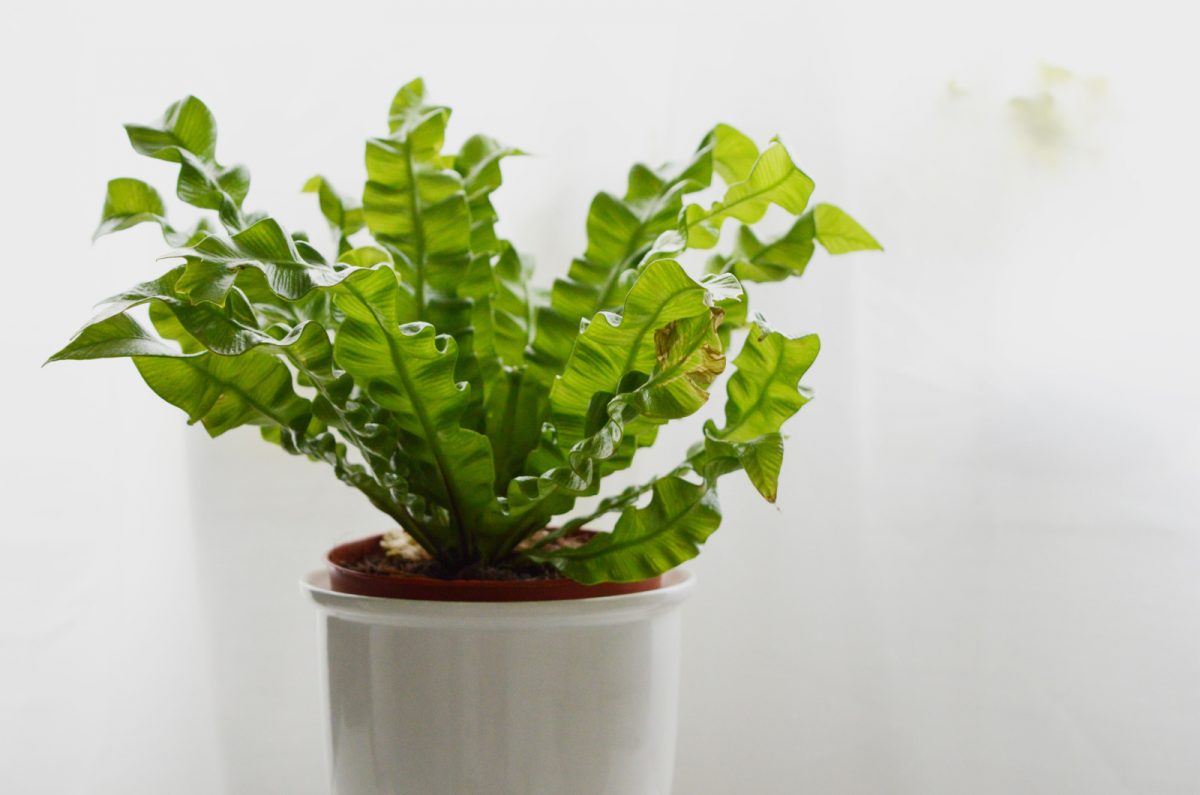 How To Take Care Of Your ‘Crispy Wave’ Fern