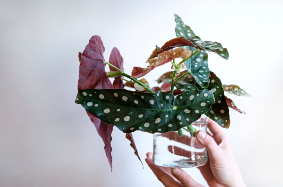 5 Steps To Propagating Begonias From Leaf Cuttings
