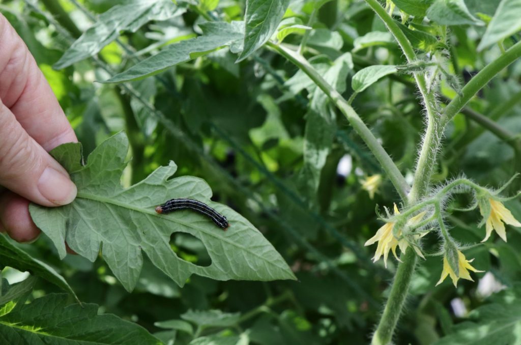 7 Tomato Plant Pests That Can Completely Destroy Your Tomatoes