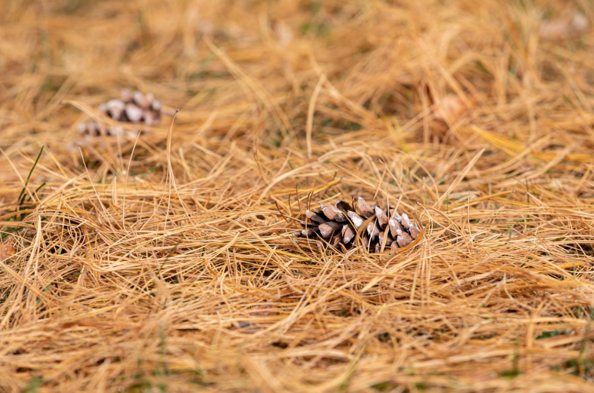 Are Pine Needles A Good Mulch Material?