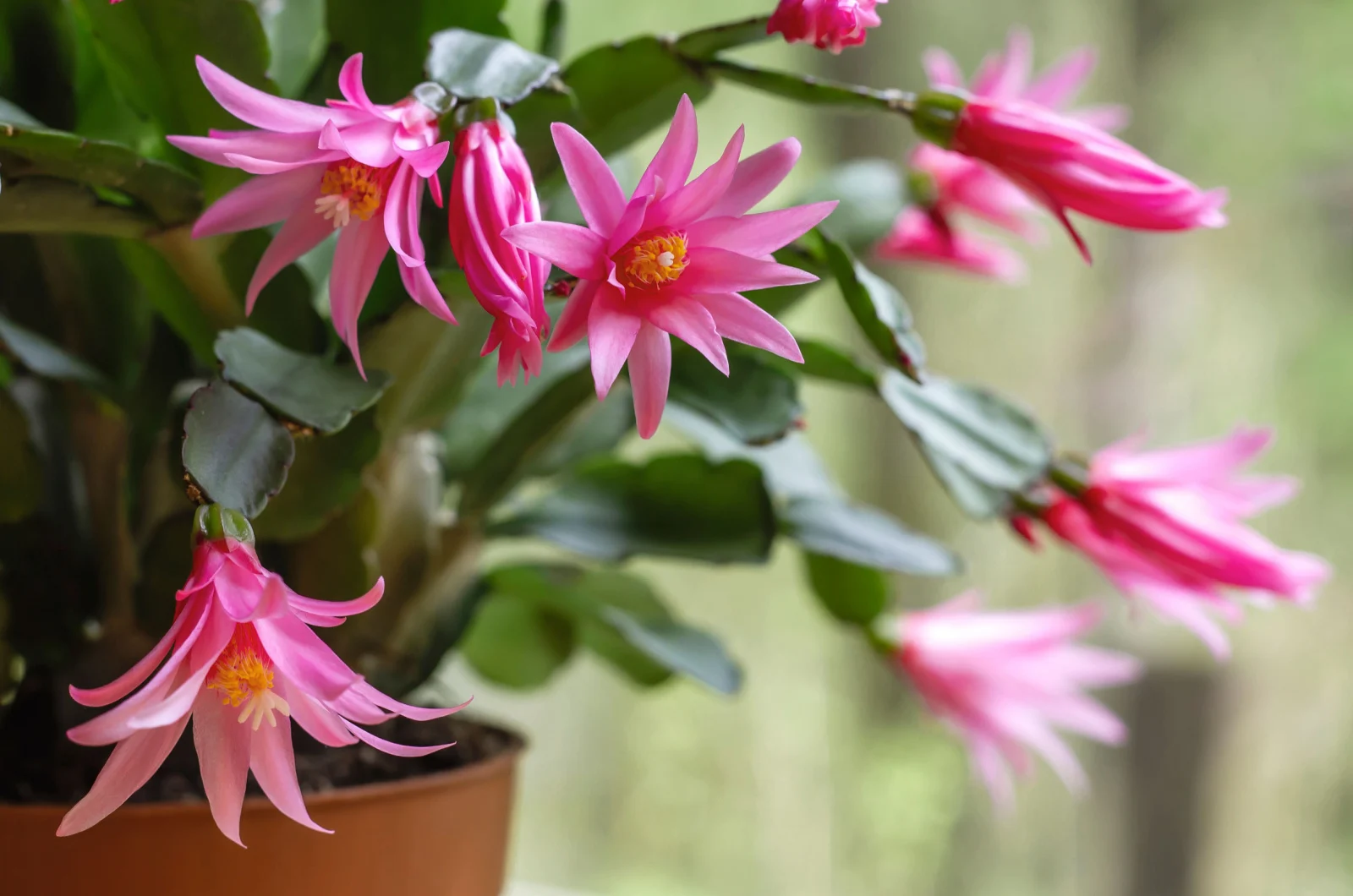 Water Your Easter Cactus The Right Way
