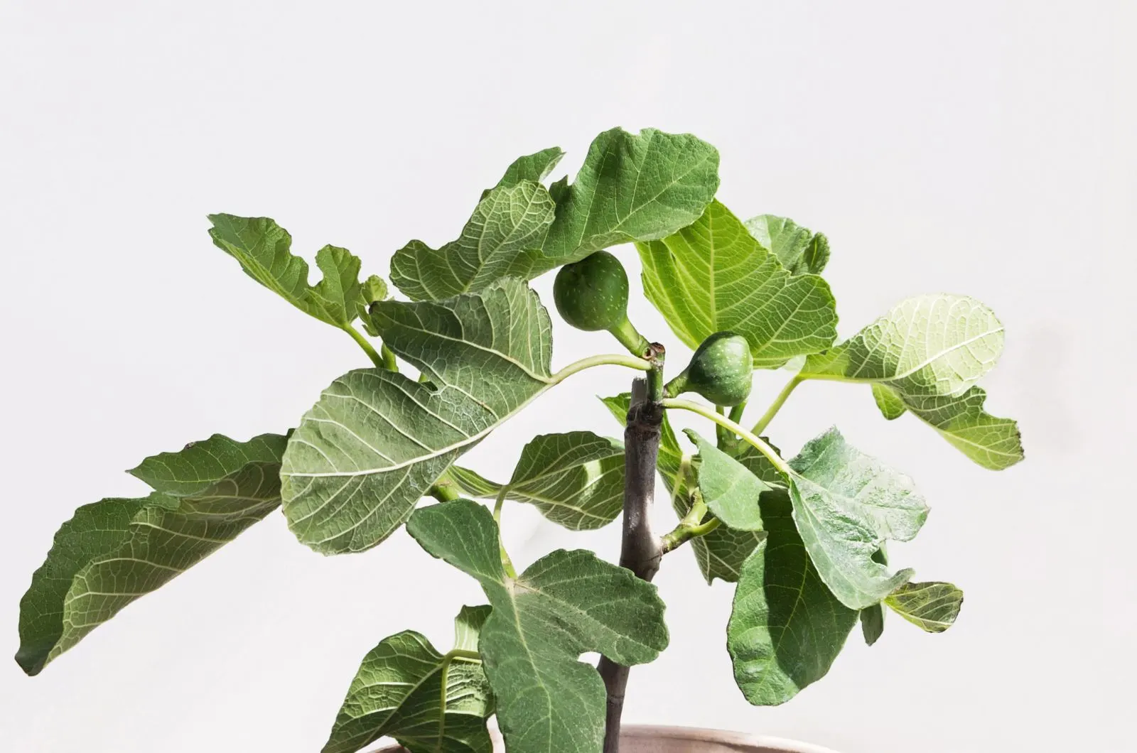 9 Best Fruits To Grow In Pots