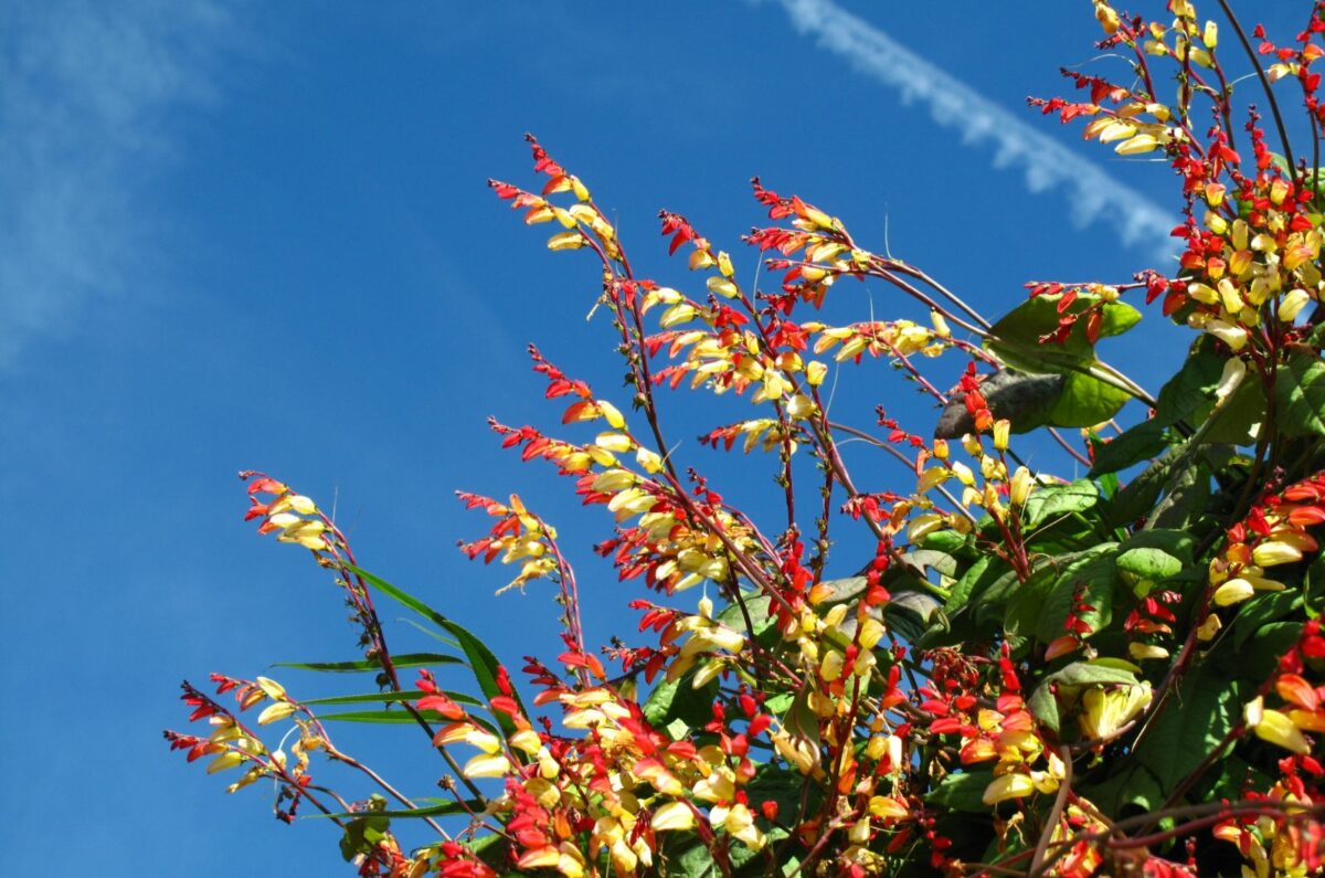 17 Well-behaved Vines For Your Arbors And Trellises