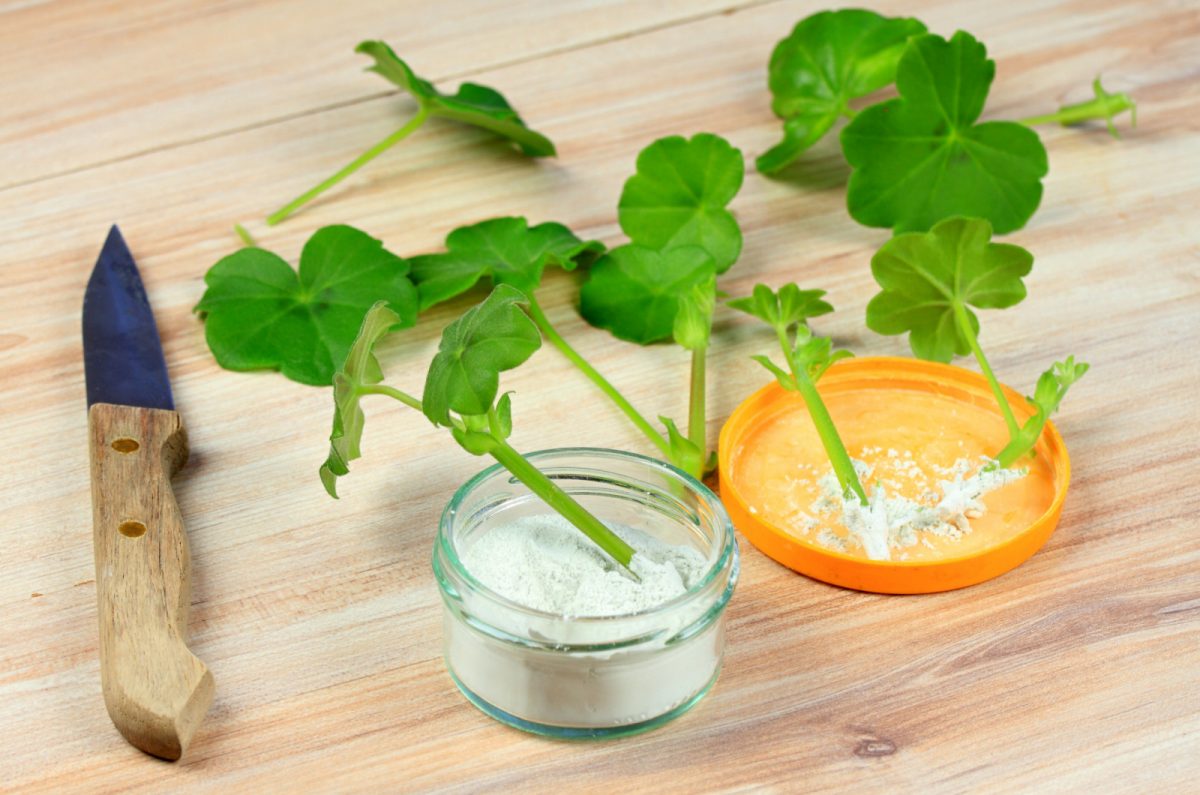 6 Tips For Growing Geraniums In Pots If You’re Short On Space