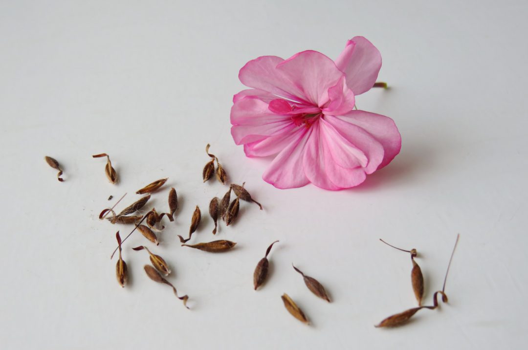 6 Tips For Growing Geraniums In Pots If You’re Short On Space