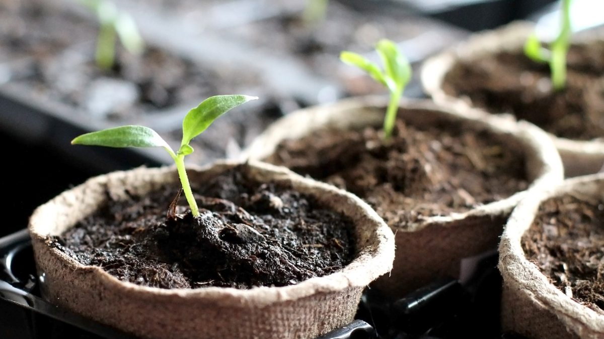 Ground-Up Garden: When And How To Harden Off Plants And Seedlings