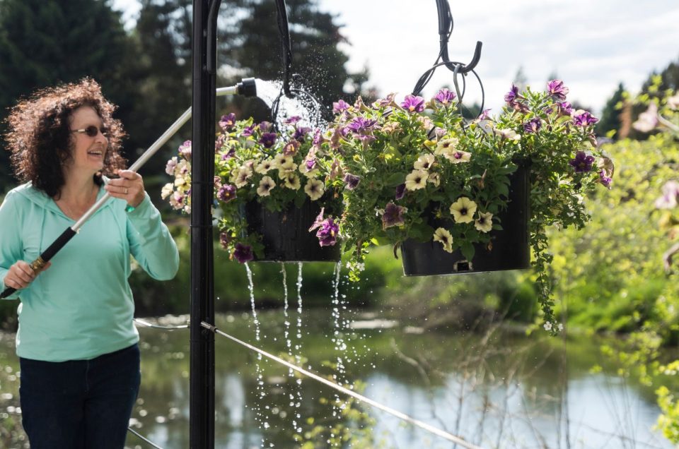 4 Tips For Watering Petunias The Right Way