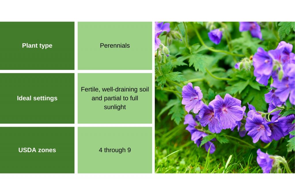 7 Flowers To Plant In February For Long-Lasting Blooms