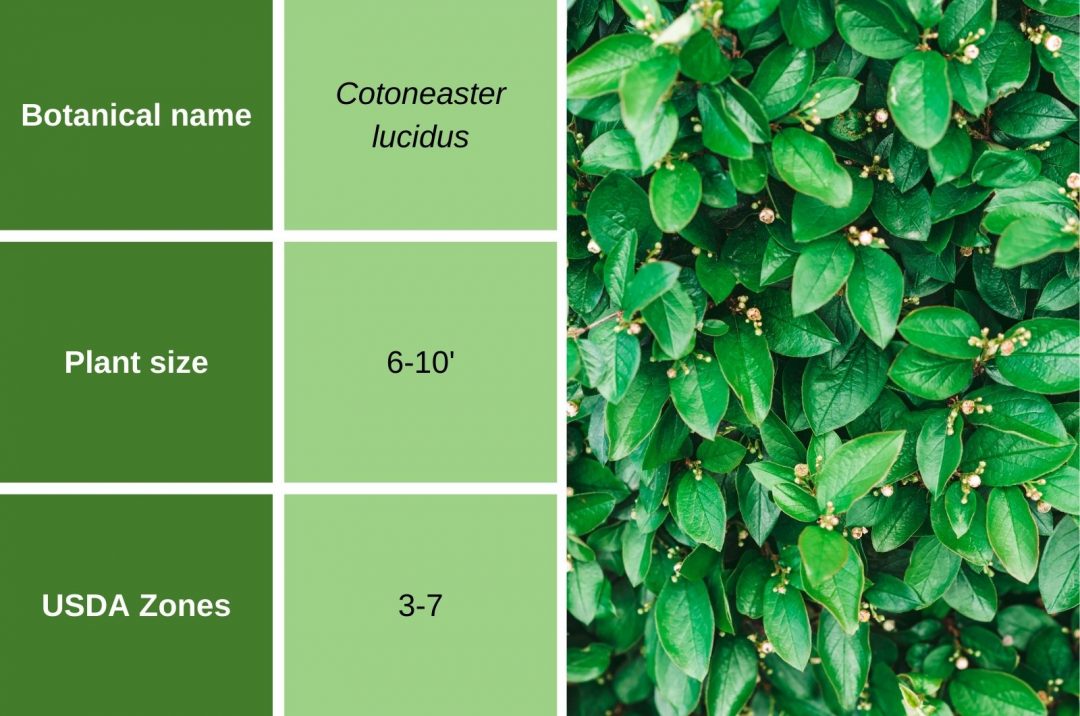 15 Gorgeous Plants To Hide Any Unsightly Objects Or Areas In The Garden