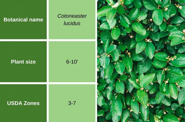 15 Gorgeous Plants To Hide Any Unsightly Objects Or Areas In The Garden