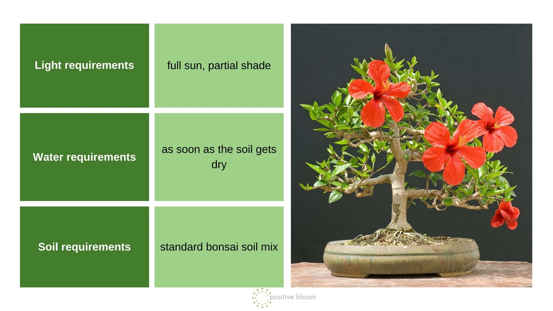 Top 10 Flowering Bonsai Trees For Your Home