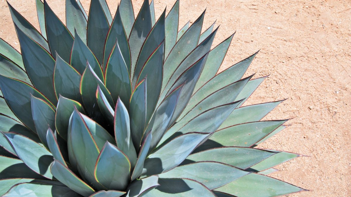 How To Grow And Care For An Agave Plant Indoors And Outdoors