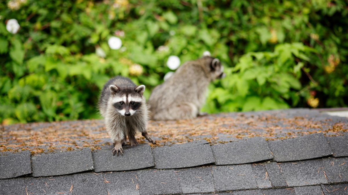 How To Keep Raccoons Away
