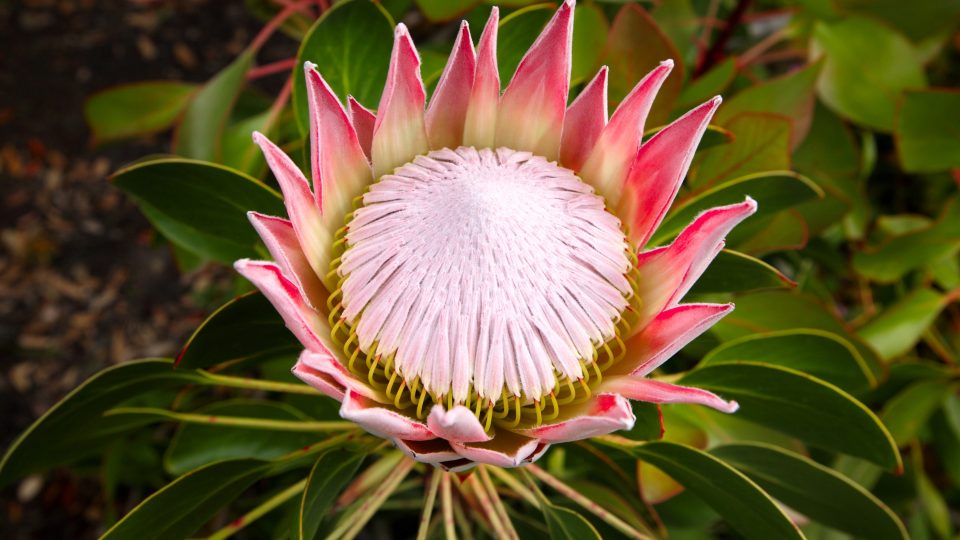 How To Plant, Grow, And Care For Stunning Protea Plants