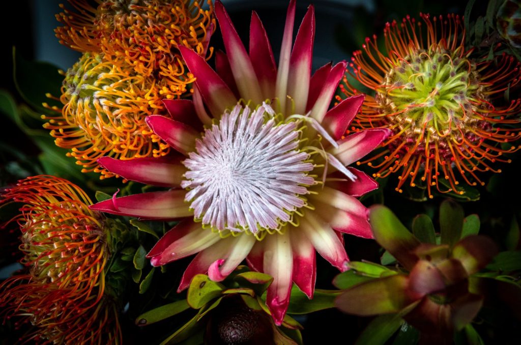 How To Plant, Grow, And Care For Stunning Protea Plants