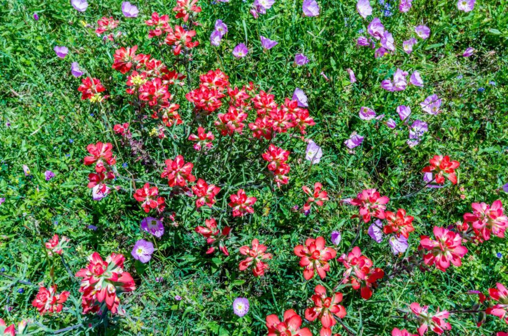 5 New And Unusual Annuals To Try In Your Garden This Summer