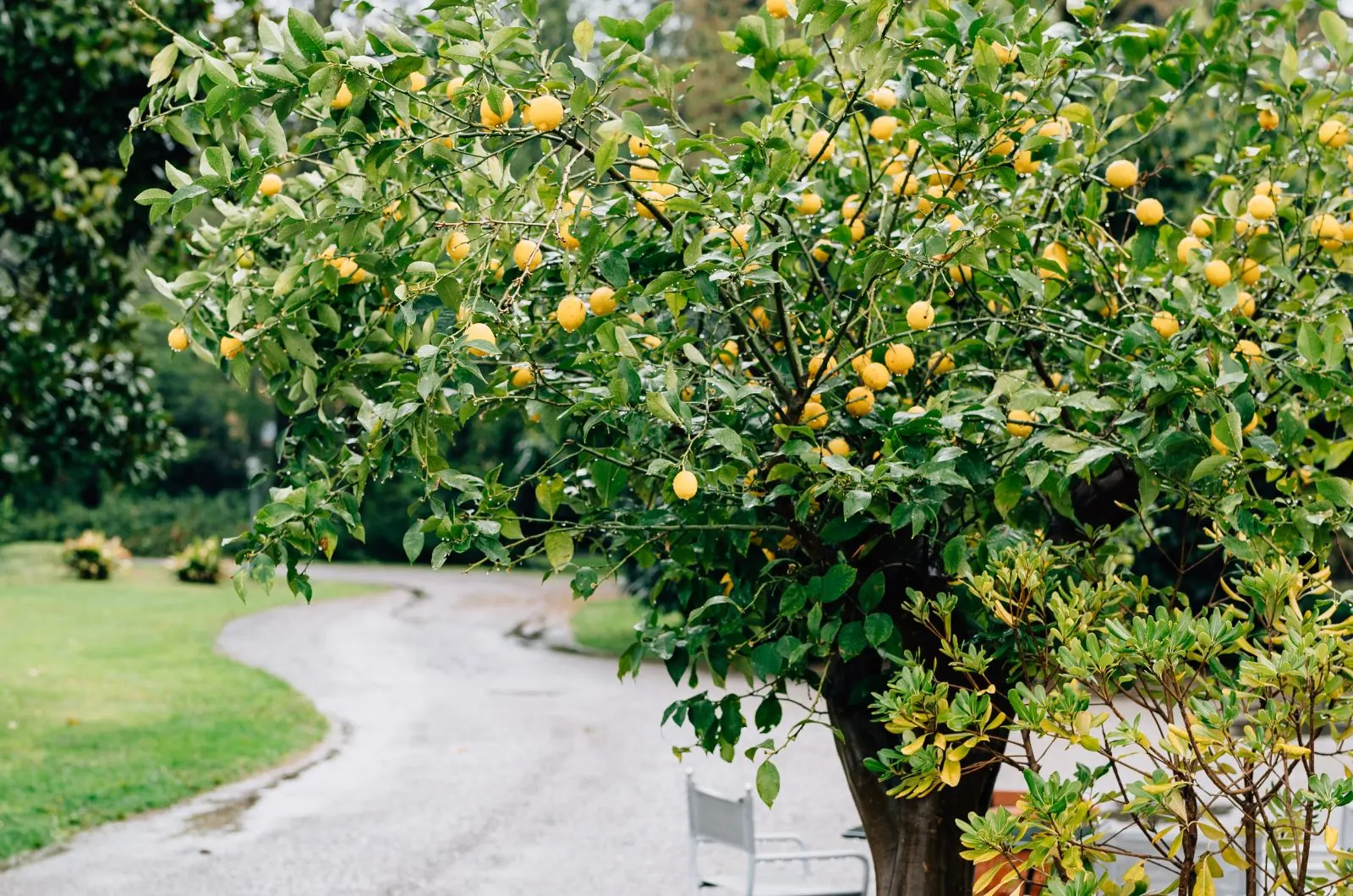 9 Best Fruits To Grow In Pots