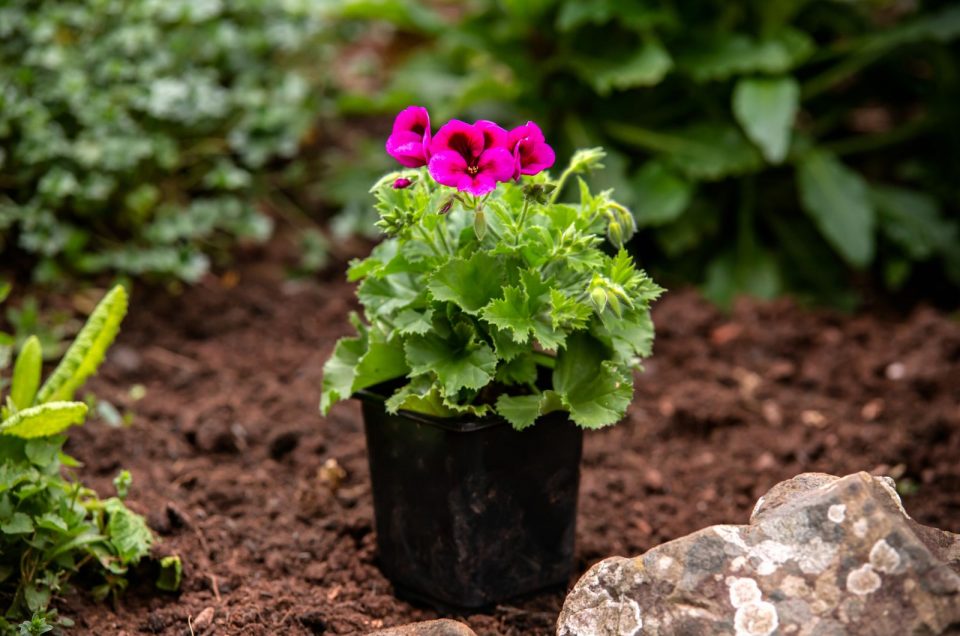 6 Tips For Growing Geraniums In Pots If You’re Short On Space