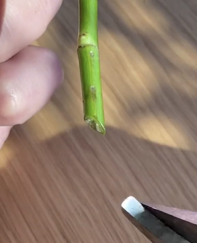 Got Roses For Women's Day? Use Them To Grow Completely New Plants!