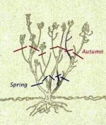 When And How To Prune Knock Out Roses For Abundant Flowers