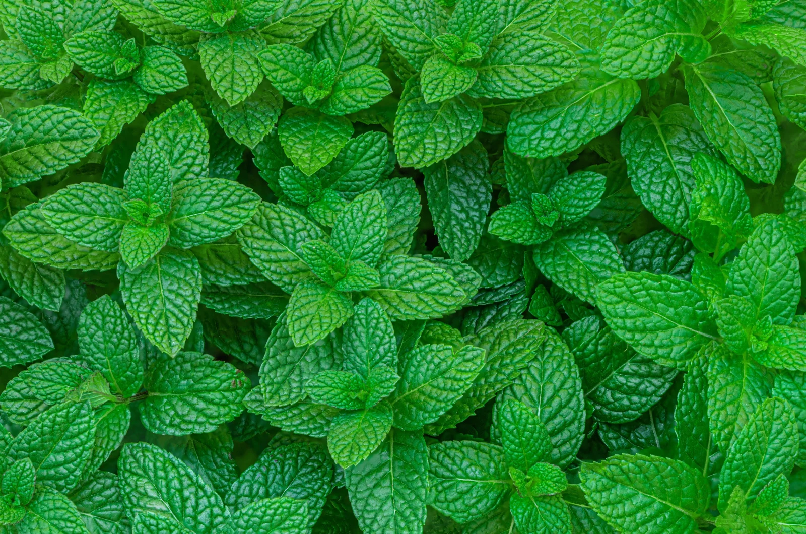 7 Popular Herbs That Attract Beneficial Insects To The Garden