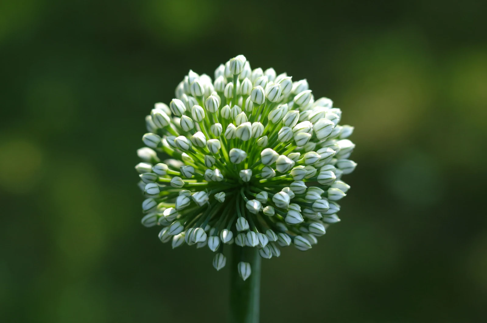 Here’s What It Means If Your Onion Plant Starts Flowering