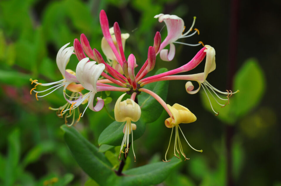 17 Well-behaved Vines For Your Arbors And Trellises