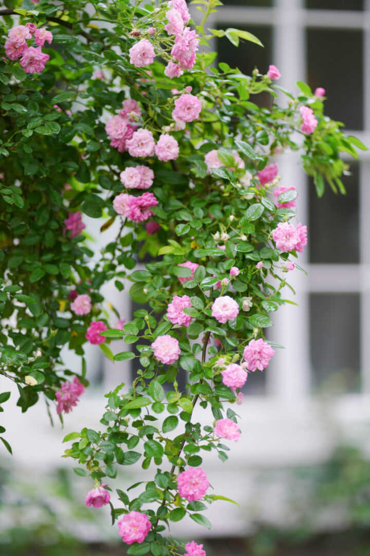 17 Well-behaved Vines For Your Arbors And Trellises