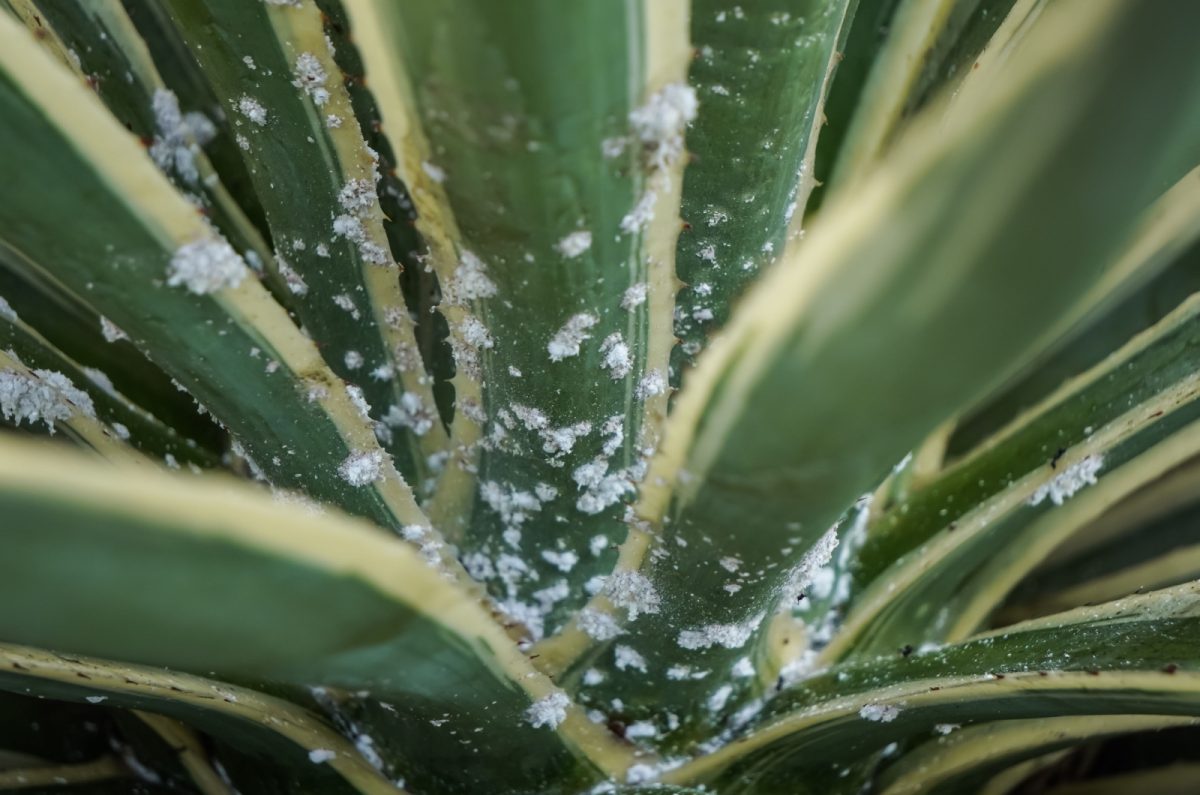 How To Grow And Care For An Agave Plant Indoors And Outdoors