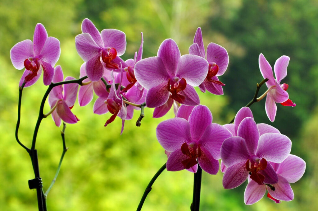 How Long Do Orchids Live? Let’s Unveil The Lifespan Of These Exotic Blooms!