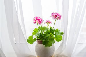 6 Tips For Growing Geraniums In Pots If You’re Short On Space