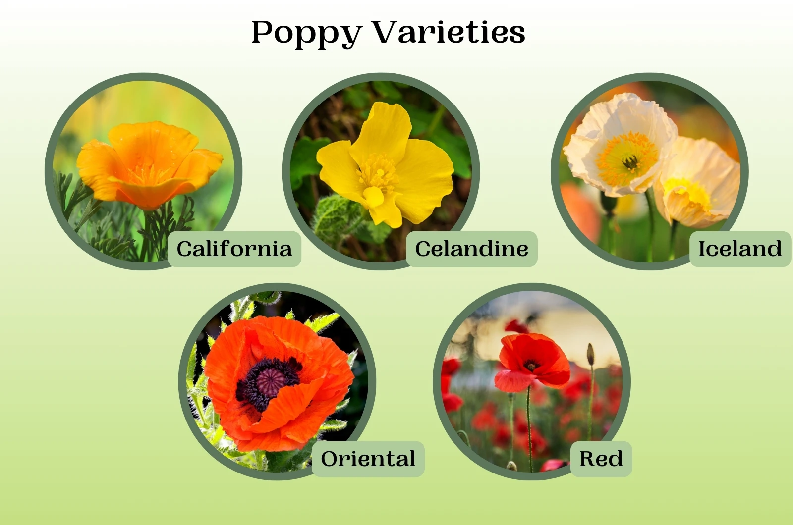 How To Sow And Grow Poppies In Your Native Garden