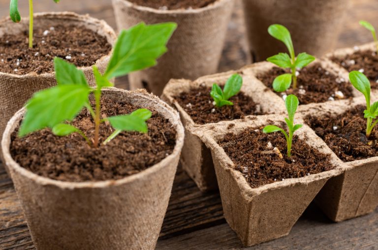 Ground-Up Garden: When And How To Harden Off Plants And Seedlings