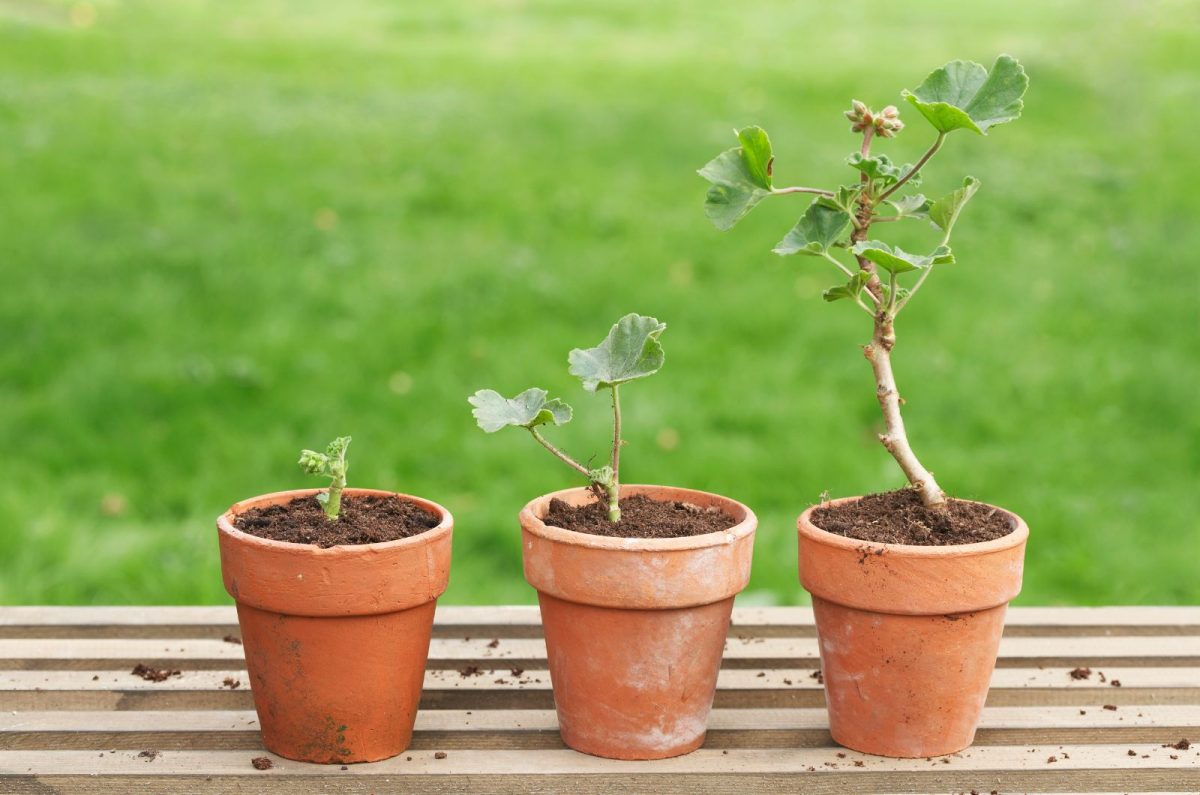 6 Tips For Growing Geraniums In Pots If You’re Short On Space
