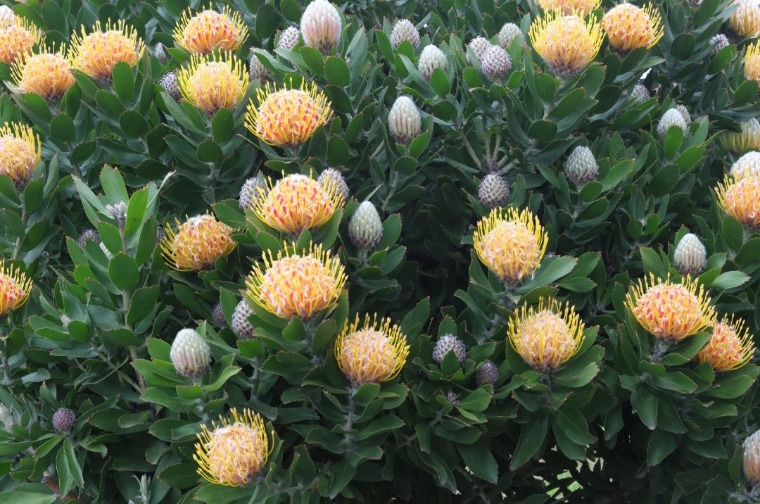 How To Plant, Grow, And Care For Stunning Protea Plants