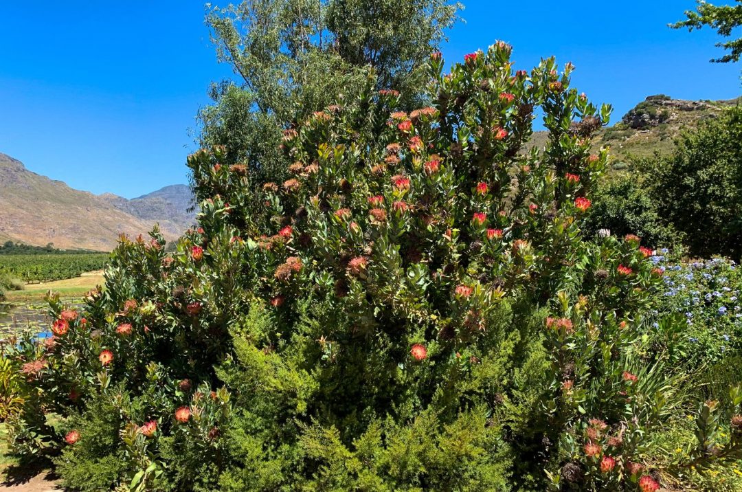 How To Plant, Grow, And Care For Stunning Protea Plants