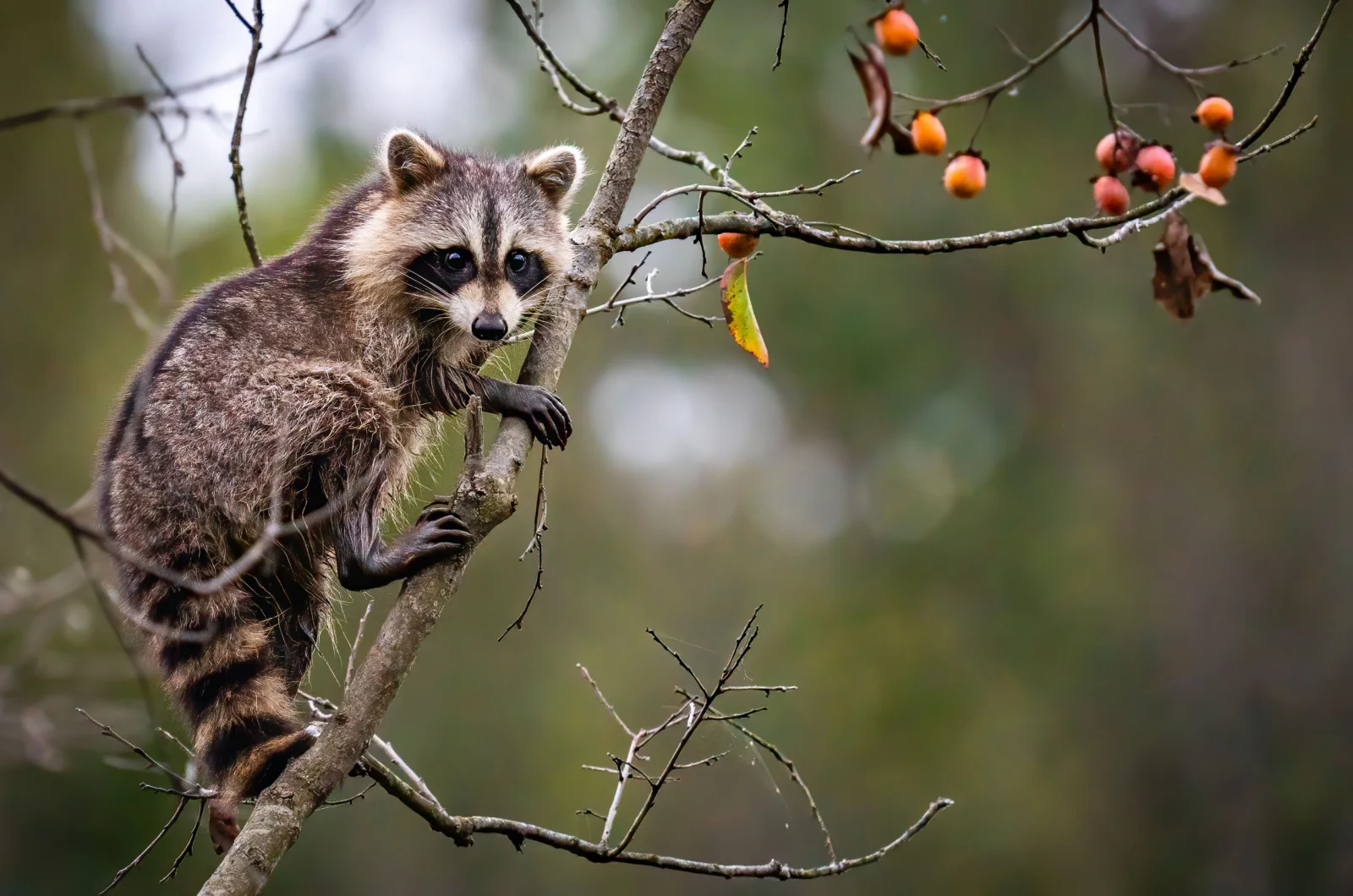 How To Keep Raccoons Away