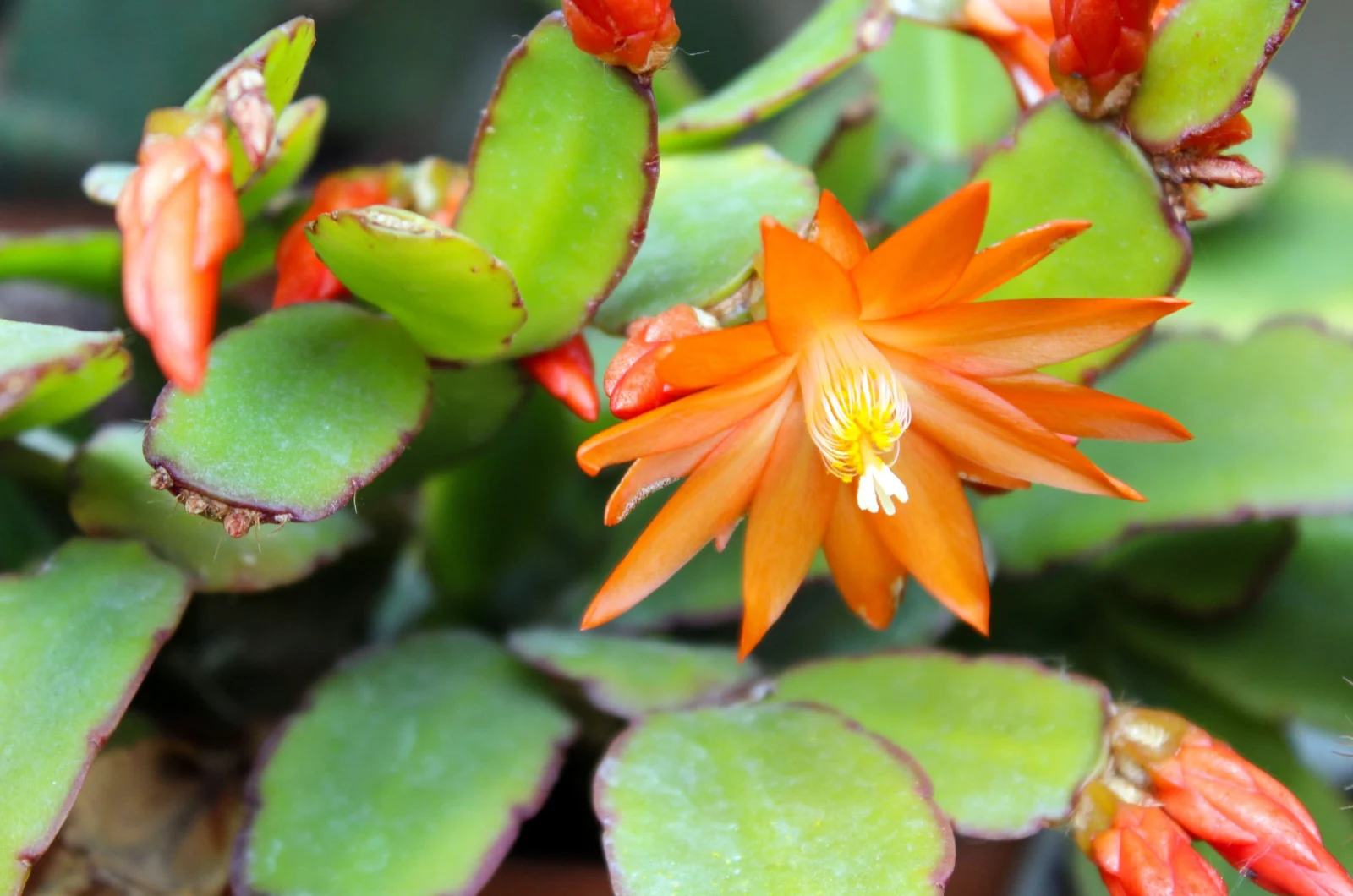 Why, When, And How To Prune An Easter Cactus