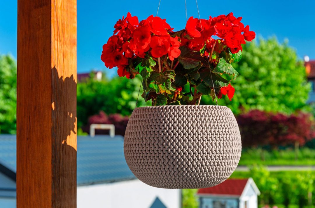 6 Tips For Growing Geraniums In Pots If You’re Short On Space