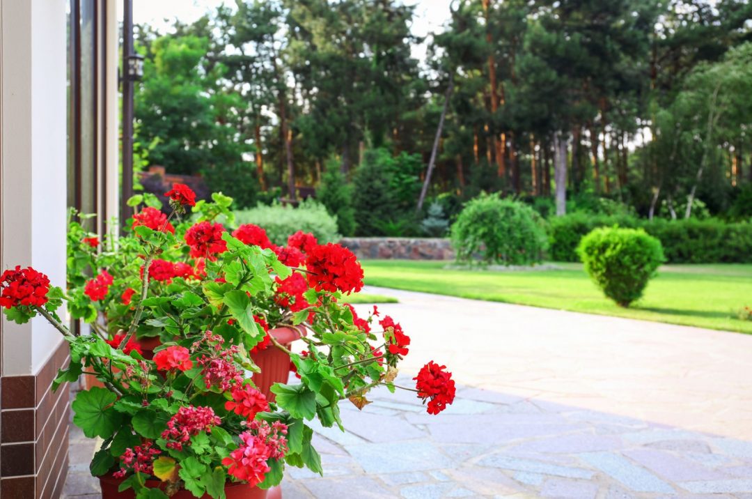 6 Tips For Growing Geraniums In Pots If You’re Short On Space