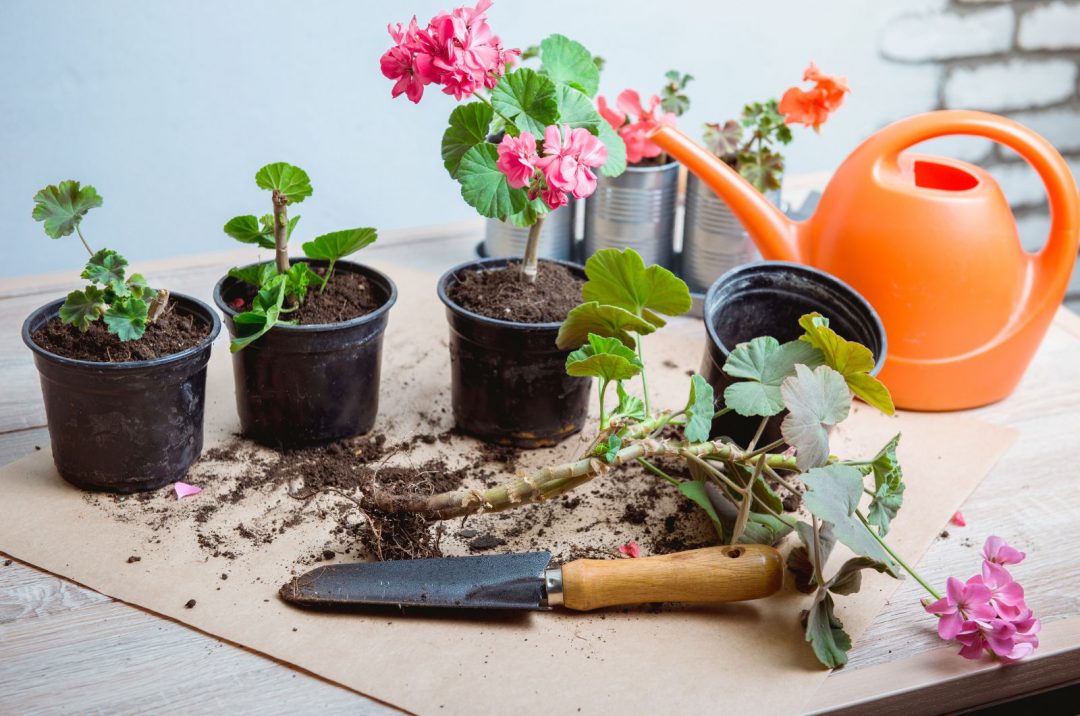 6 Tips For Growing Geraniums In Pots If You’re Short On Space