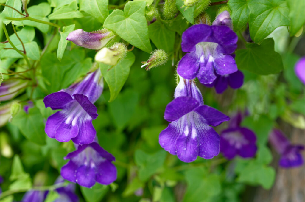 17 Well-behaved Vines For Your Arbors And Trellises