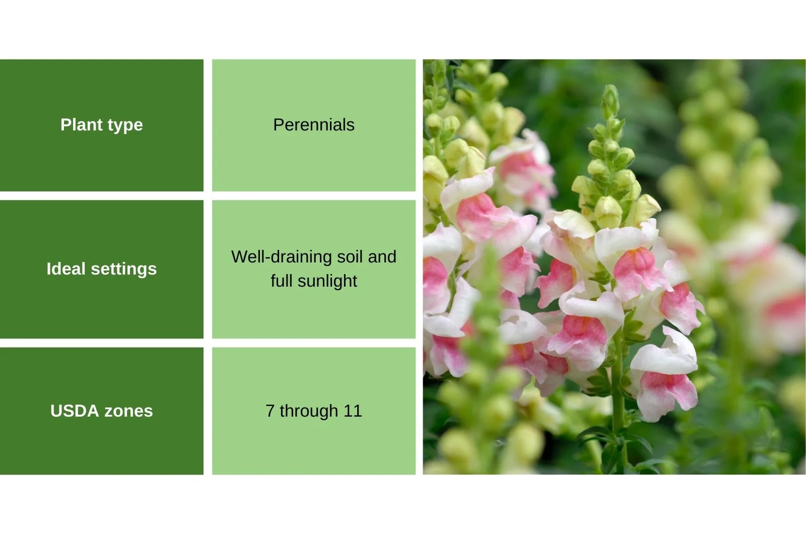 7 Flowers To Plant In February For Long-Lasting Blooms