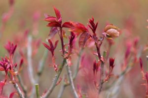 When And How To Prune Knock Out Roses For Abundant Flowers