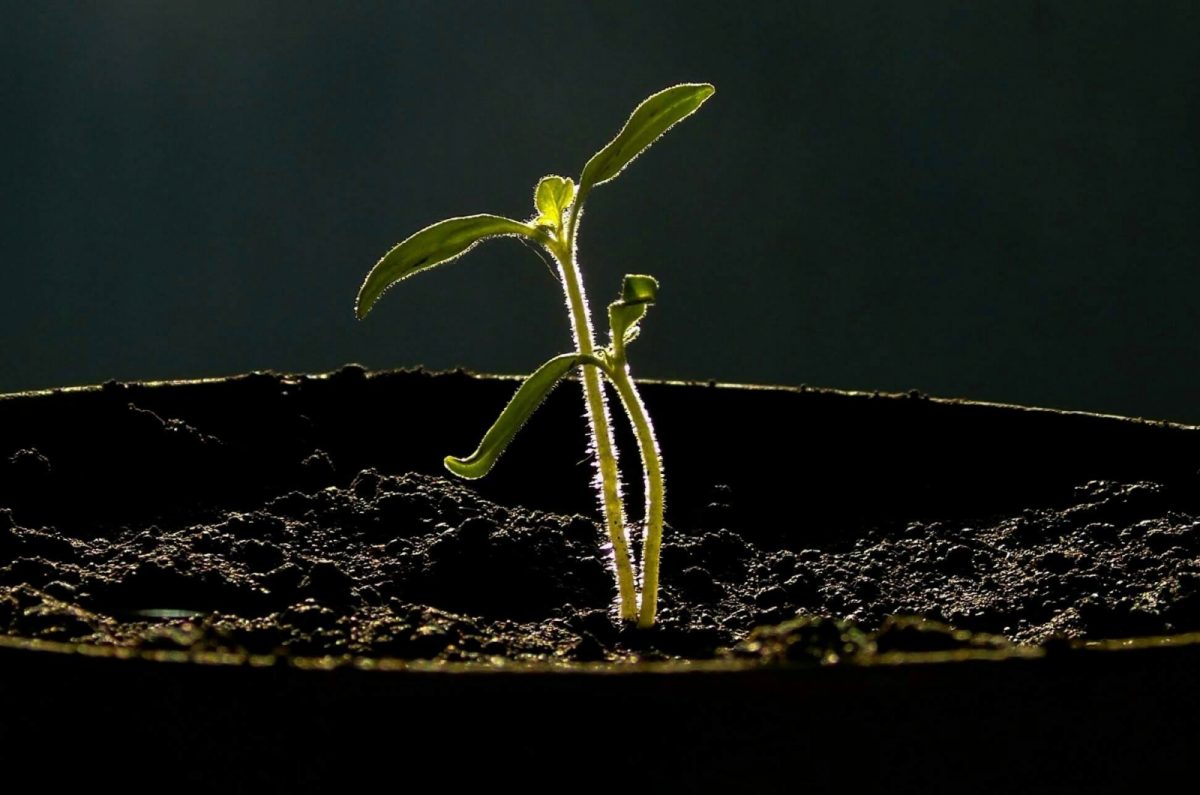 Ground-Up Garden: When And How To Harden Off Plants And Seedlings