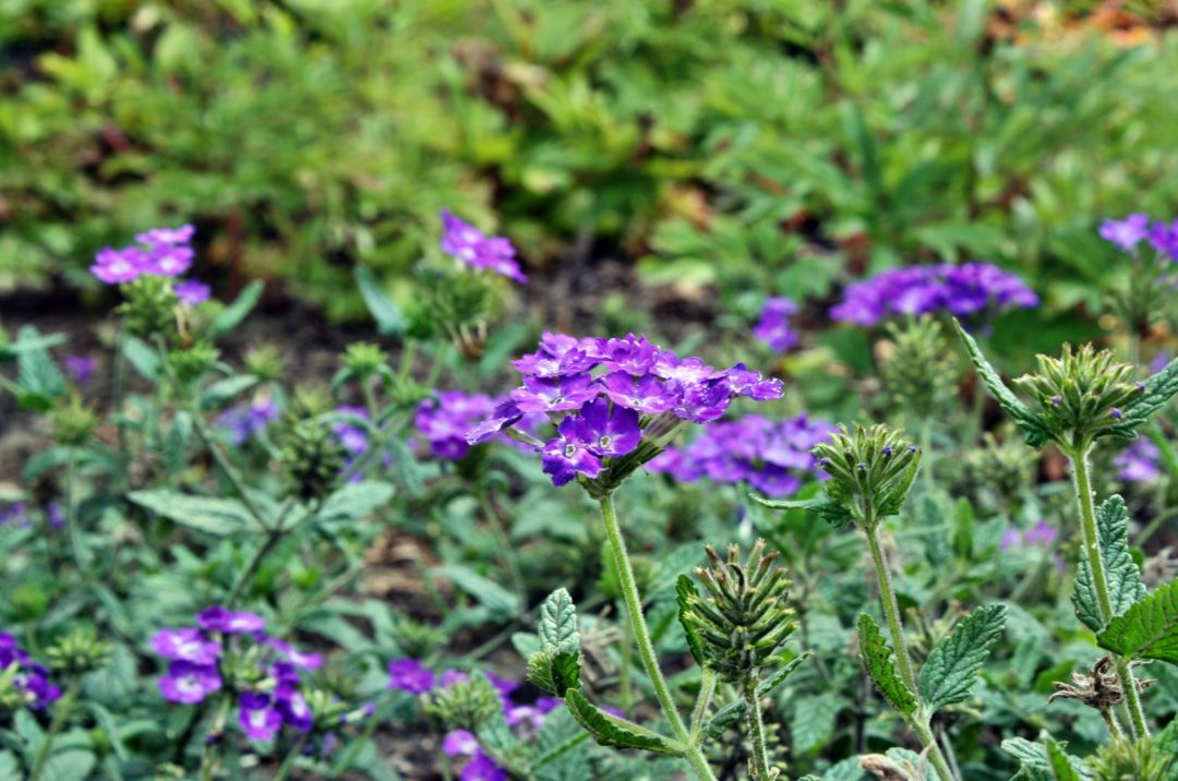 How To Grow Verbena For More Blossoms And Pollinators