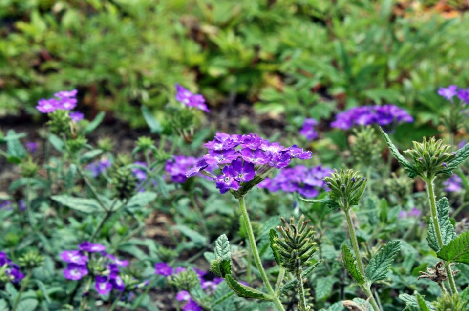 How To Grow Verbena For More Blossoms And Pollinators